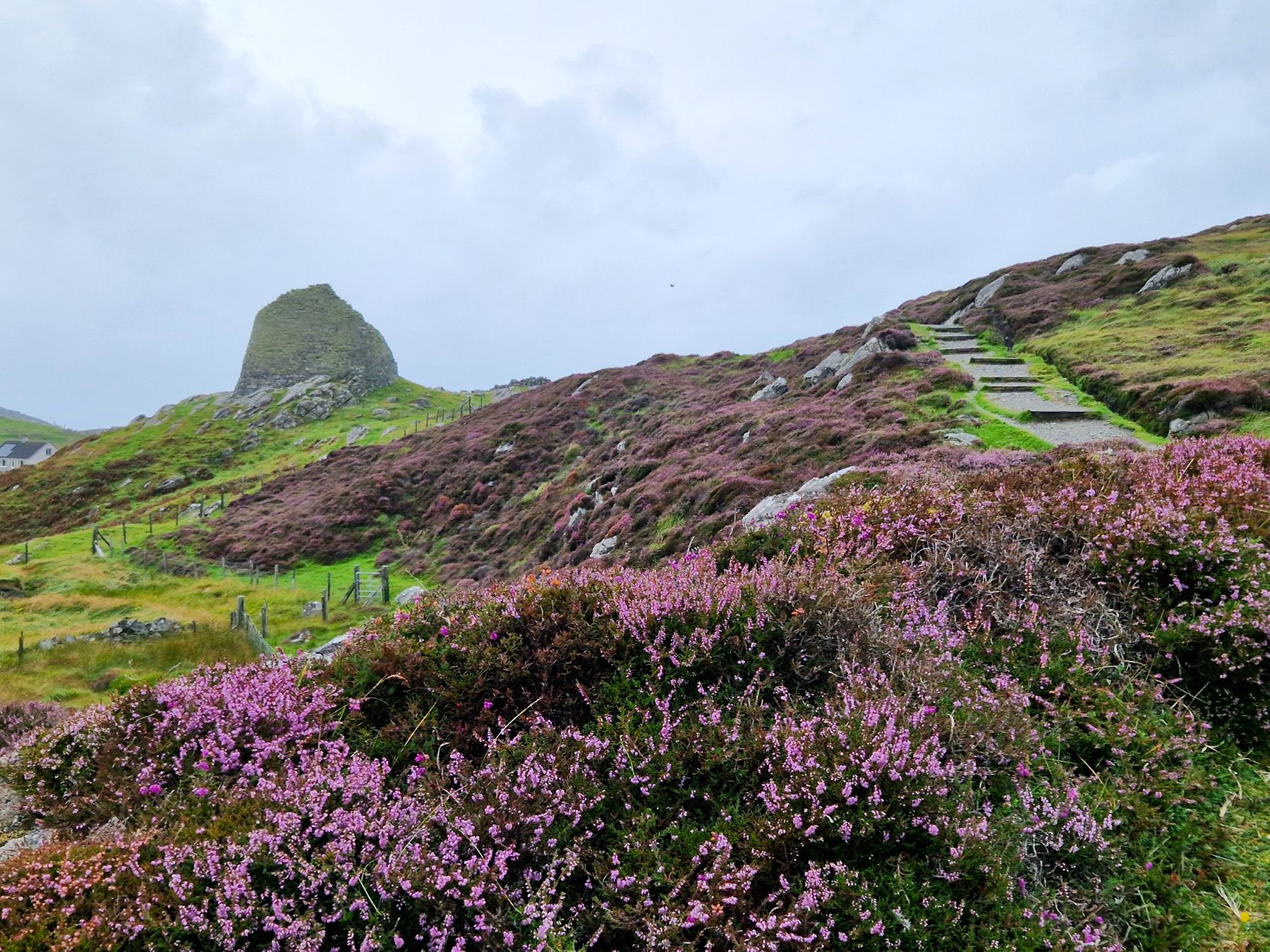 Scottish Heather: Luck, Love and Life in the Highlands